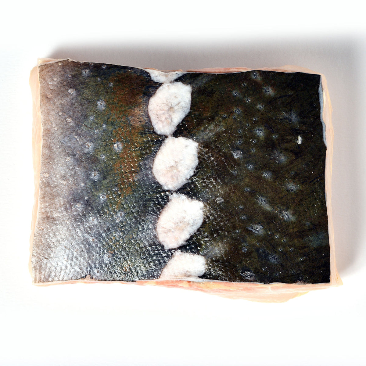 White Sturgeon Filet - Skin On – PASSMORE